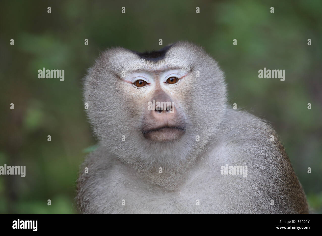 Macaque facial expression hi-res stock photography and images - Alamy