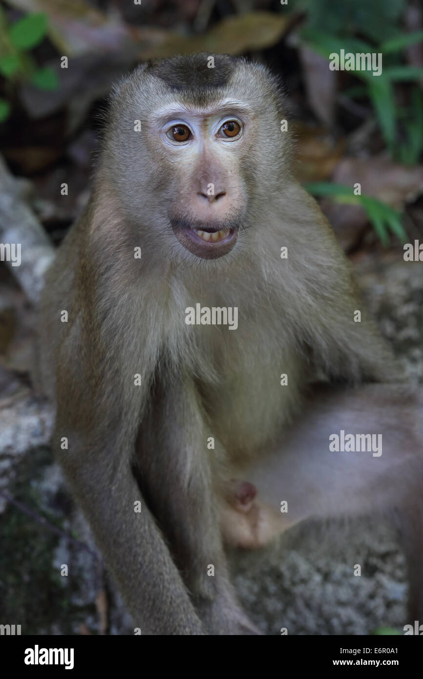 Macaque facial expression hi-res stock photography and images - Alamy