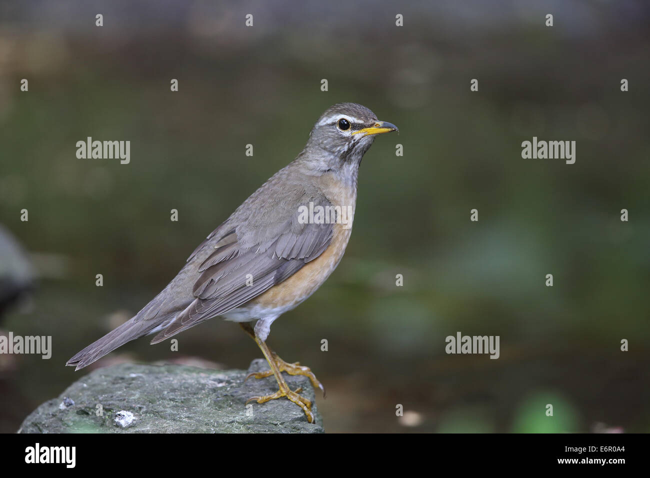 Eyebrowed hi-res stock photography and images - Alamy