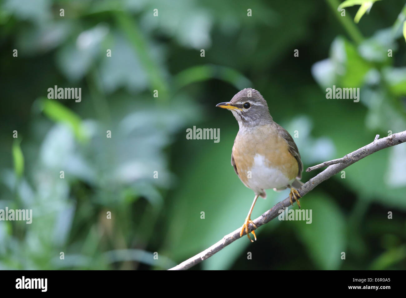 Eyebrowed hi-res stock photography and images - Alamy