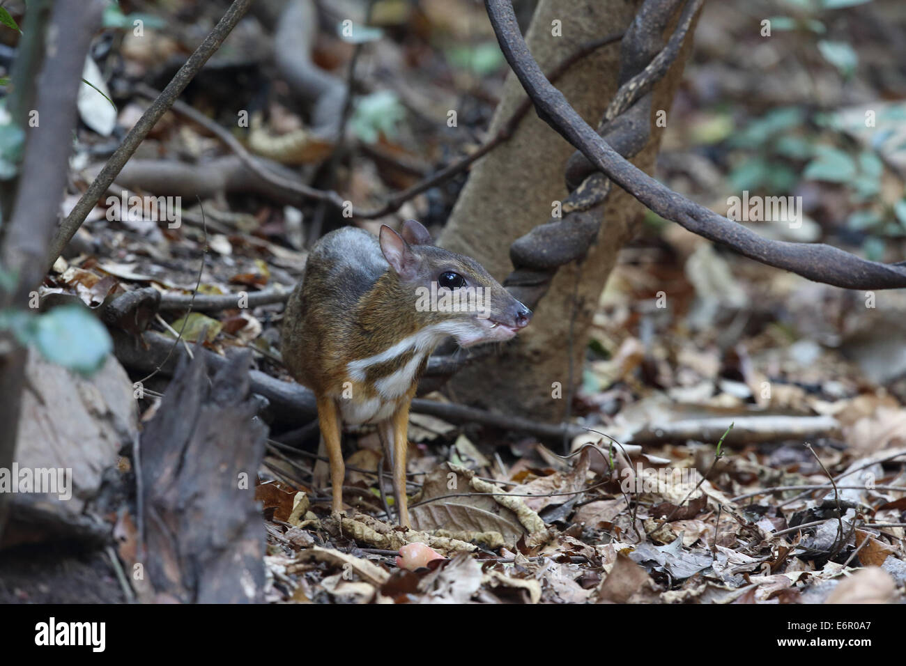 Chevrotain hi-res stock photography and images - Alamy