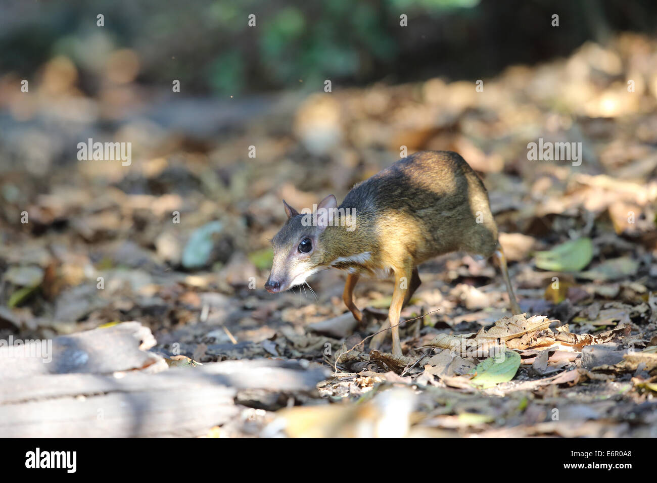 Chevrotain hi-res stock photography and images - Alamy
