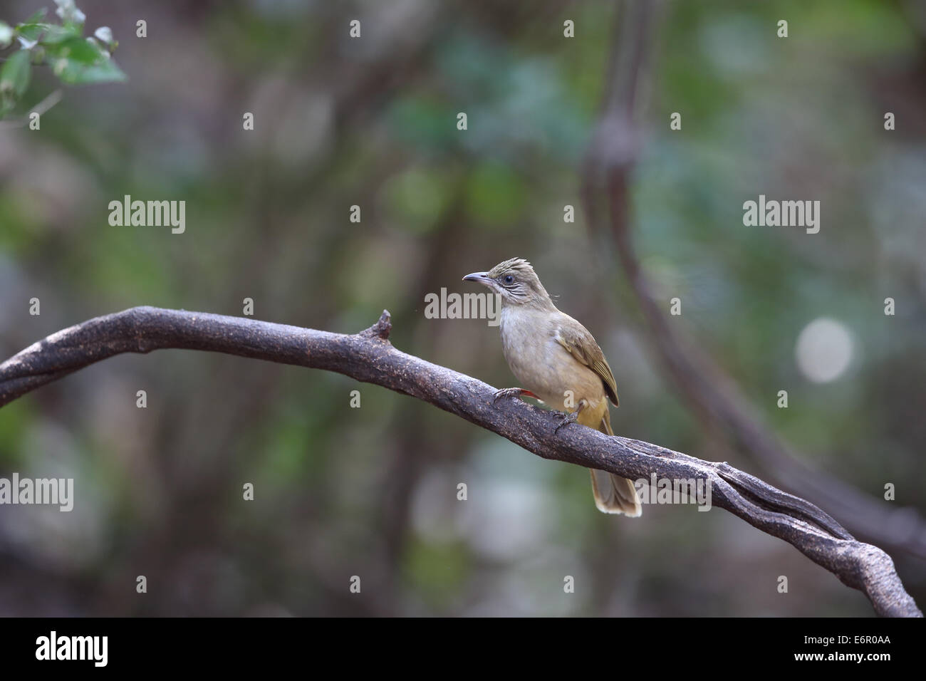 Brown eared bulbul bird hi-res stock photography and images - Alamy