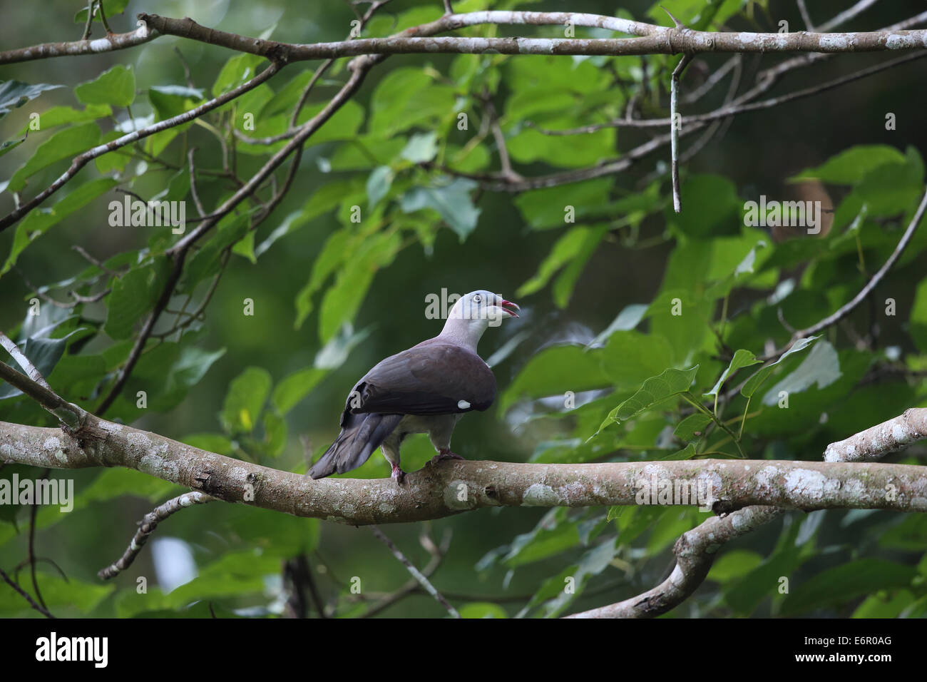 Ducula badia mountain imperial hi-res stock photography and images - Alamy