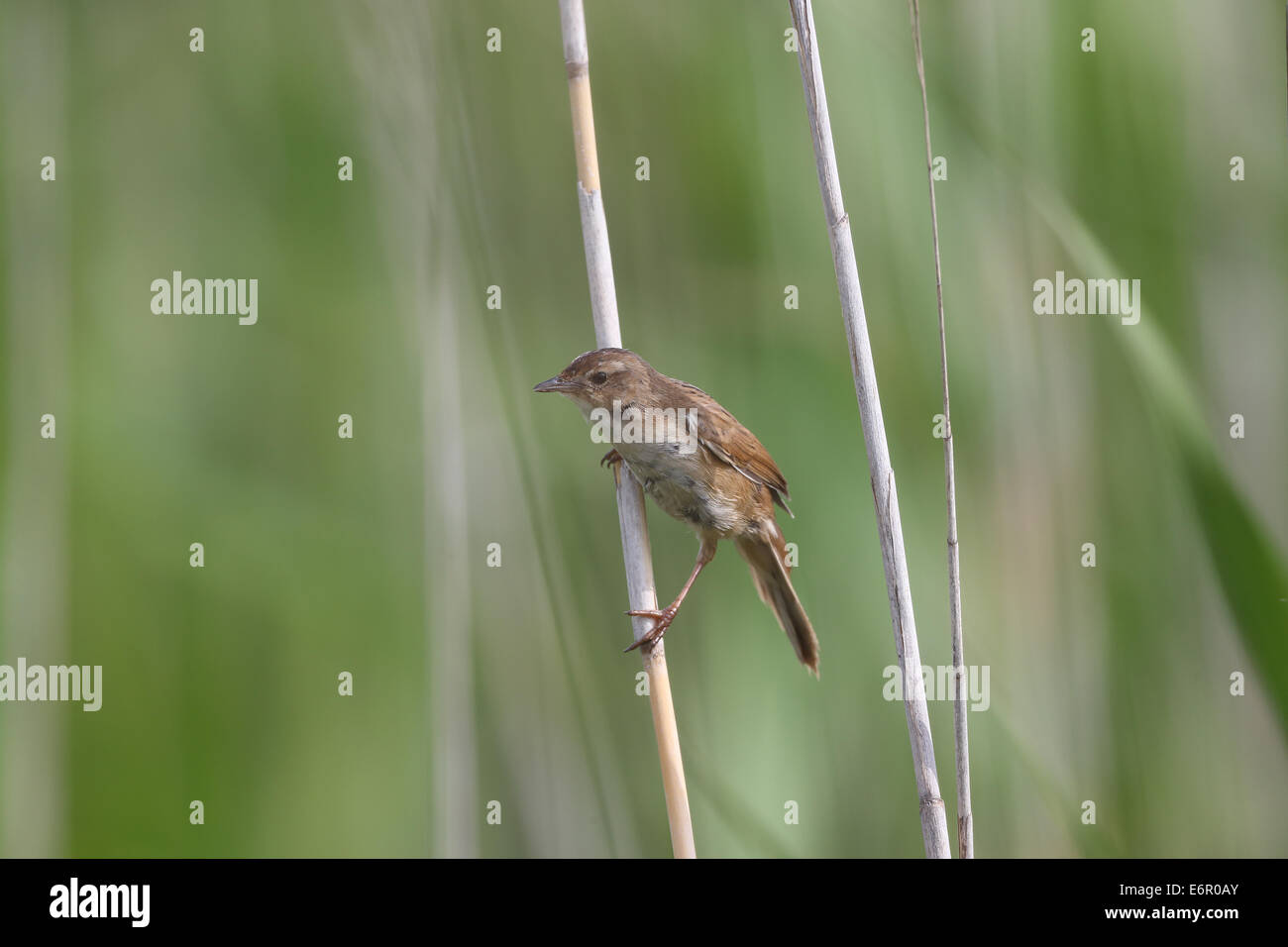 Japanese Swamp Warbler Stock Photo - Alamy
