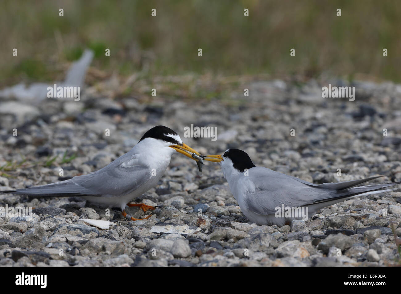 Two little tern hi-res stock photography and images - Alamy