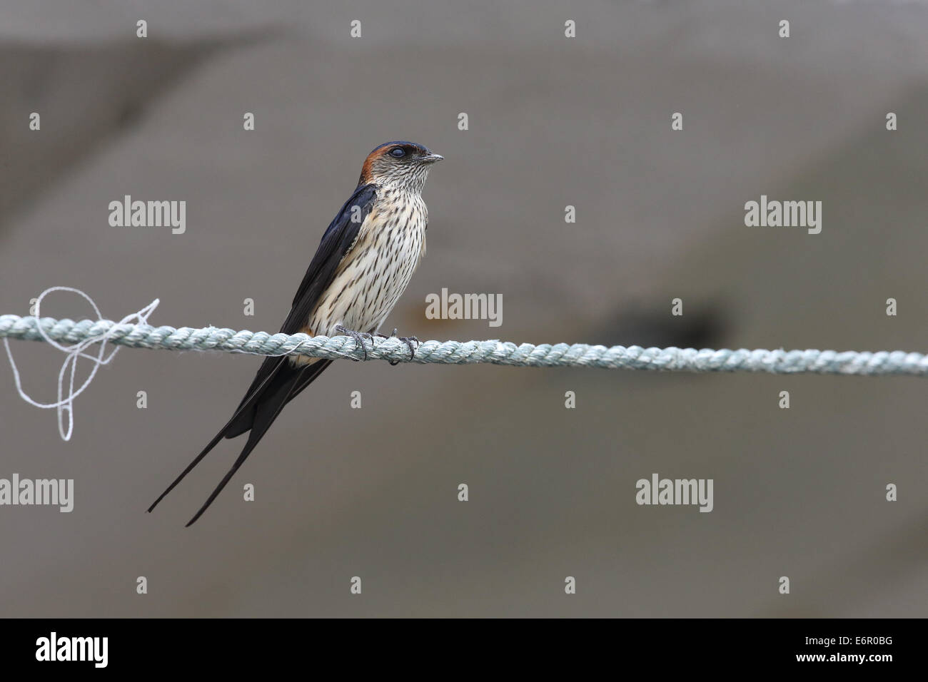 Swallow whole hi-res stock photography and images - Alamy