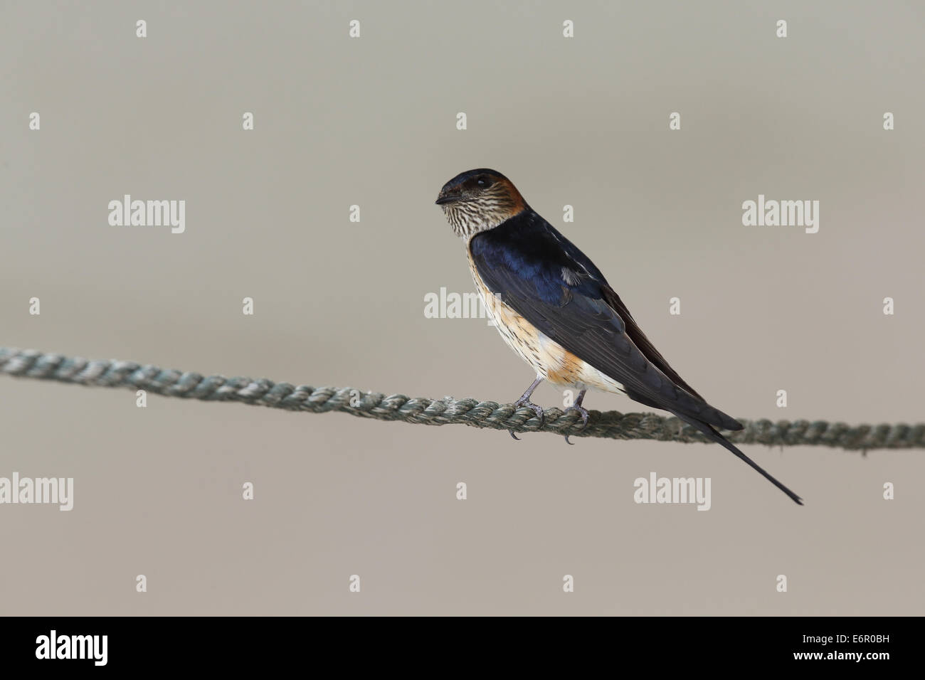 Swallow whole hi-res stock photography and images - Alamy