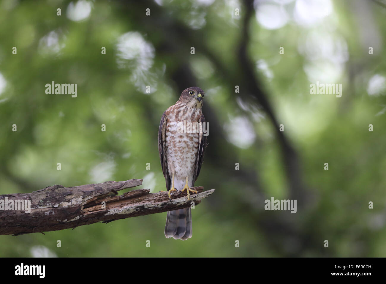 Japanese birds of prey hi-res stock photography and images - Alamy