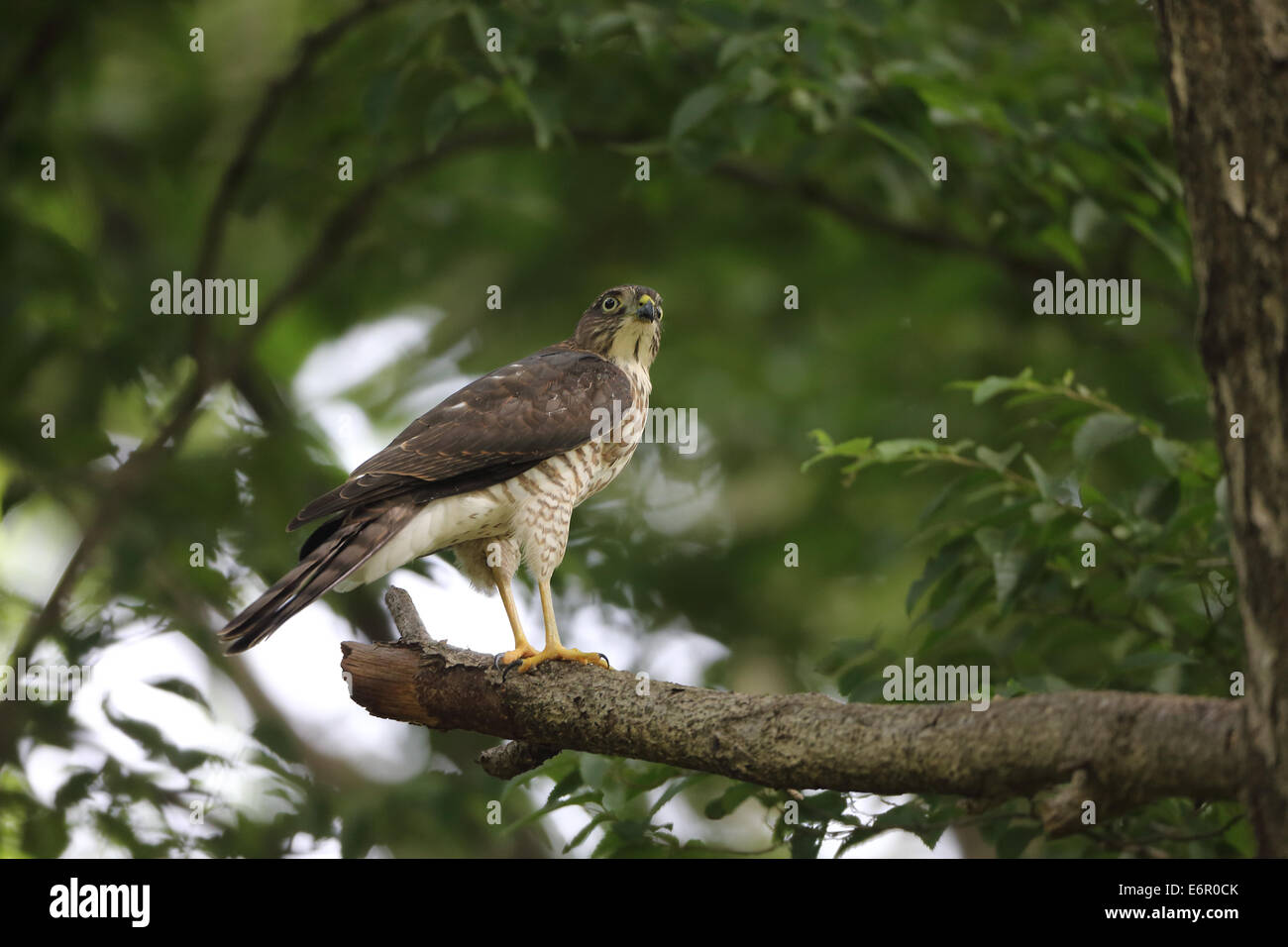 Japanese sparrowhawk hi-res stock photography and images - Alamy