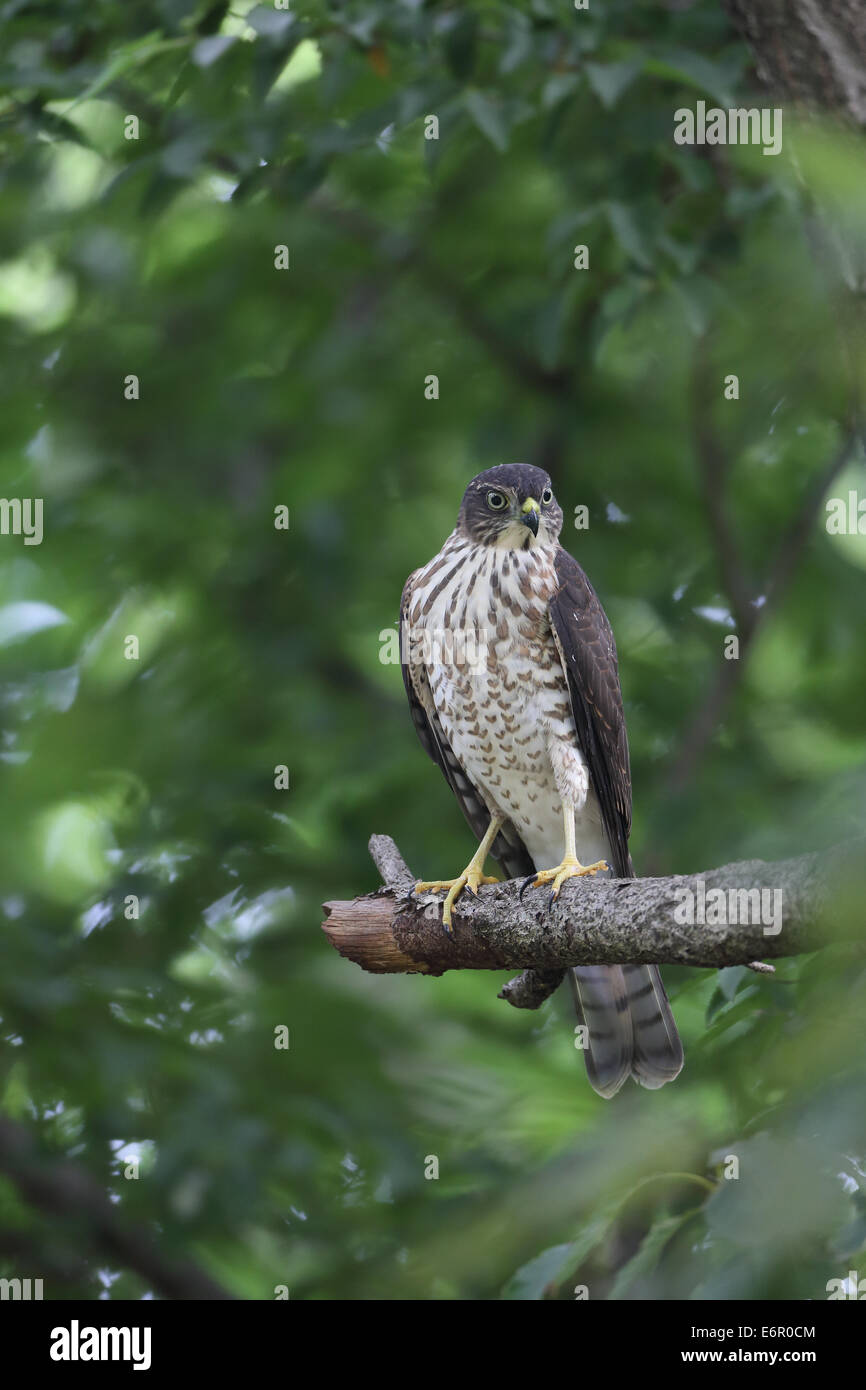 Japanese sparrowhawk hi-res stock photography and images - Alamy