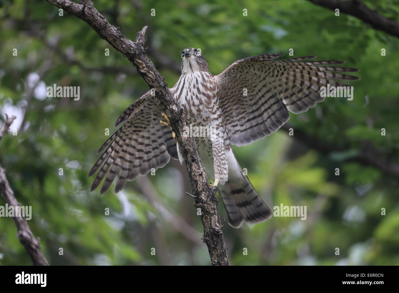 Japanese sparrowhawk hi-res stock photography and images - Alamy