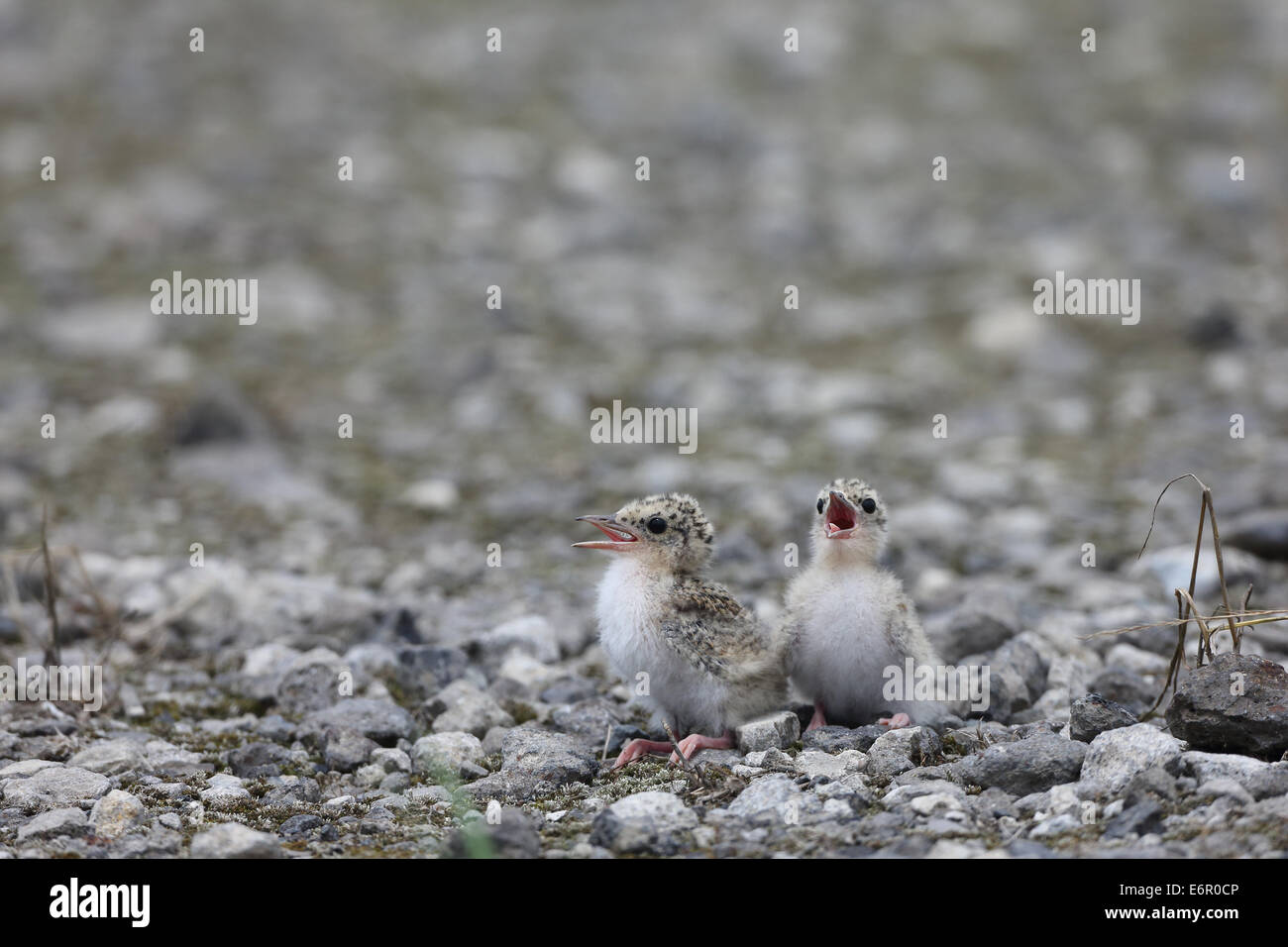 Two little gulls hi-res stock photography and images - Alamy