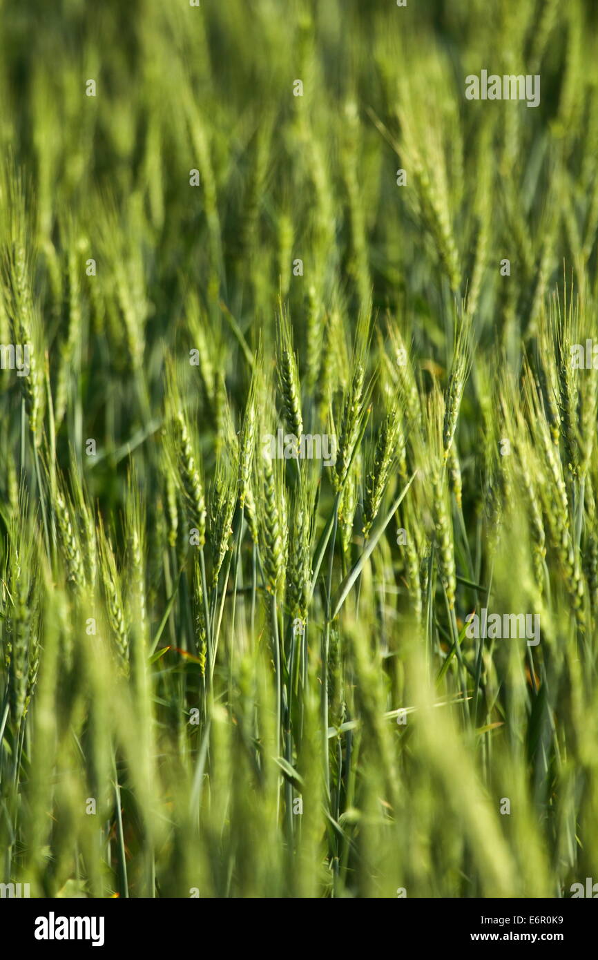 Wheat crop western australia hi-res stock photography and images - Alamy