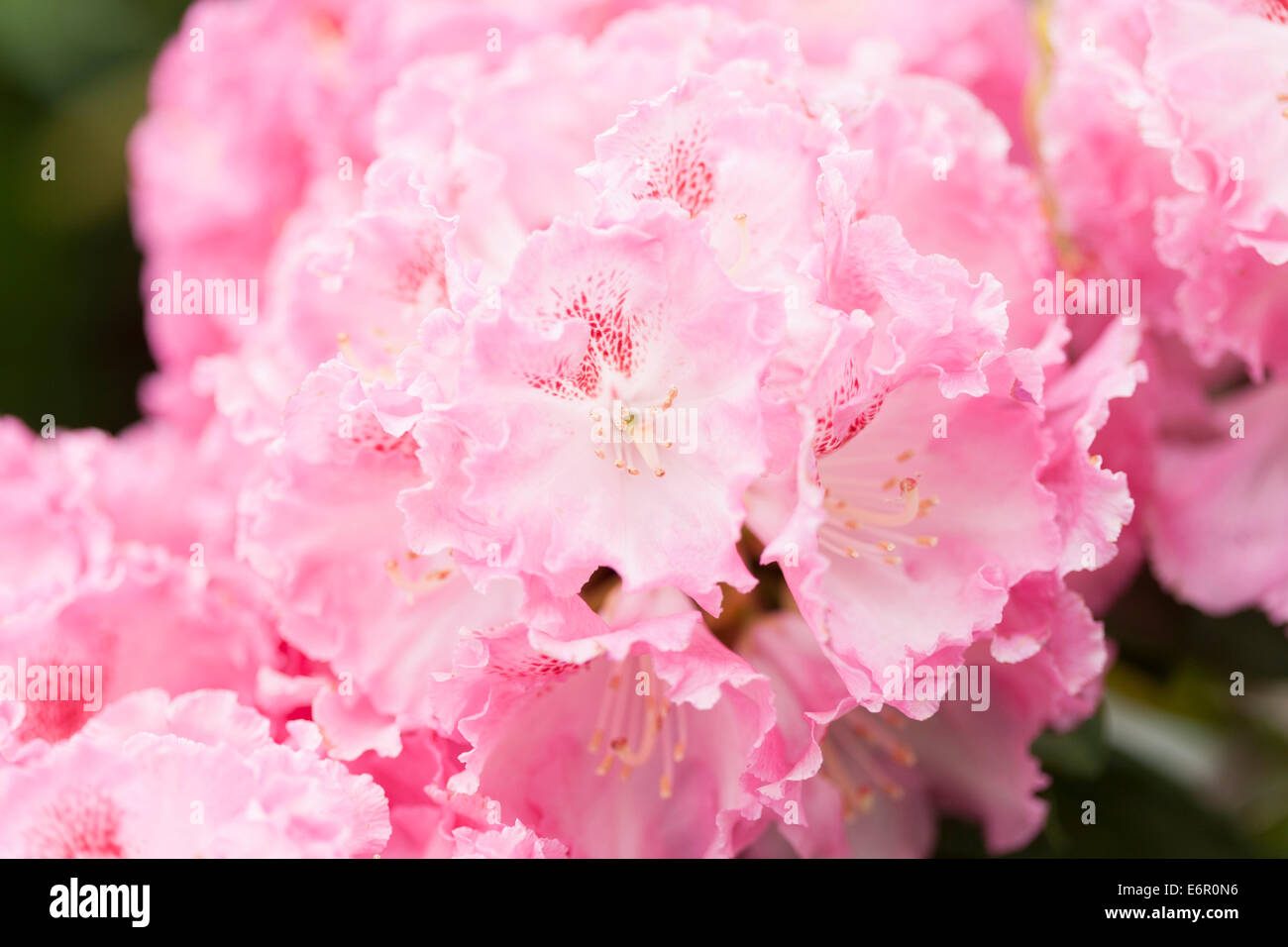 Rhododendron hymenanthes hi-res stock photography and images - Alamy