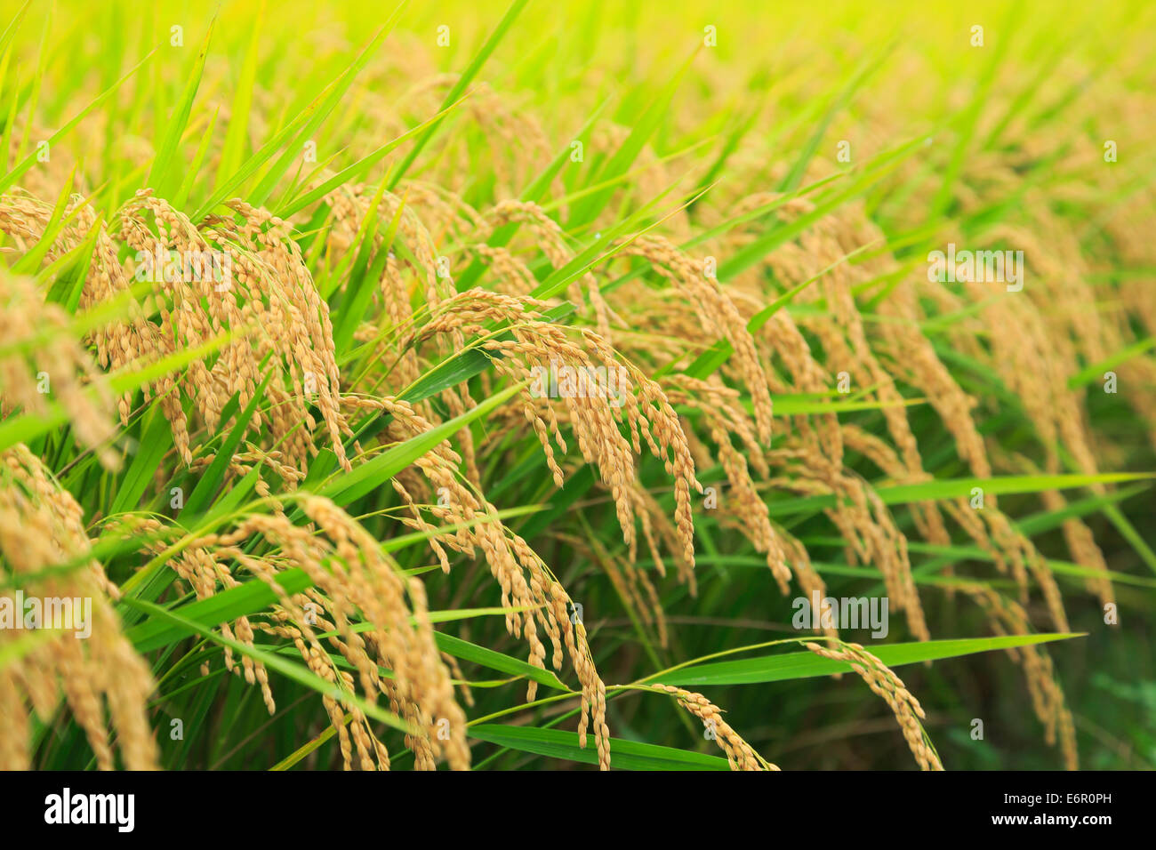 Rice harvest japan hi-res stock photography and images - Alamy