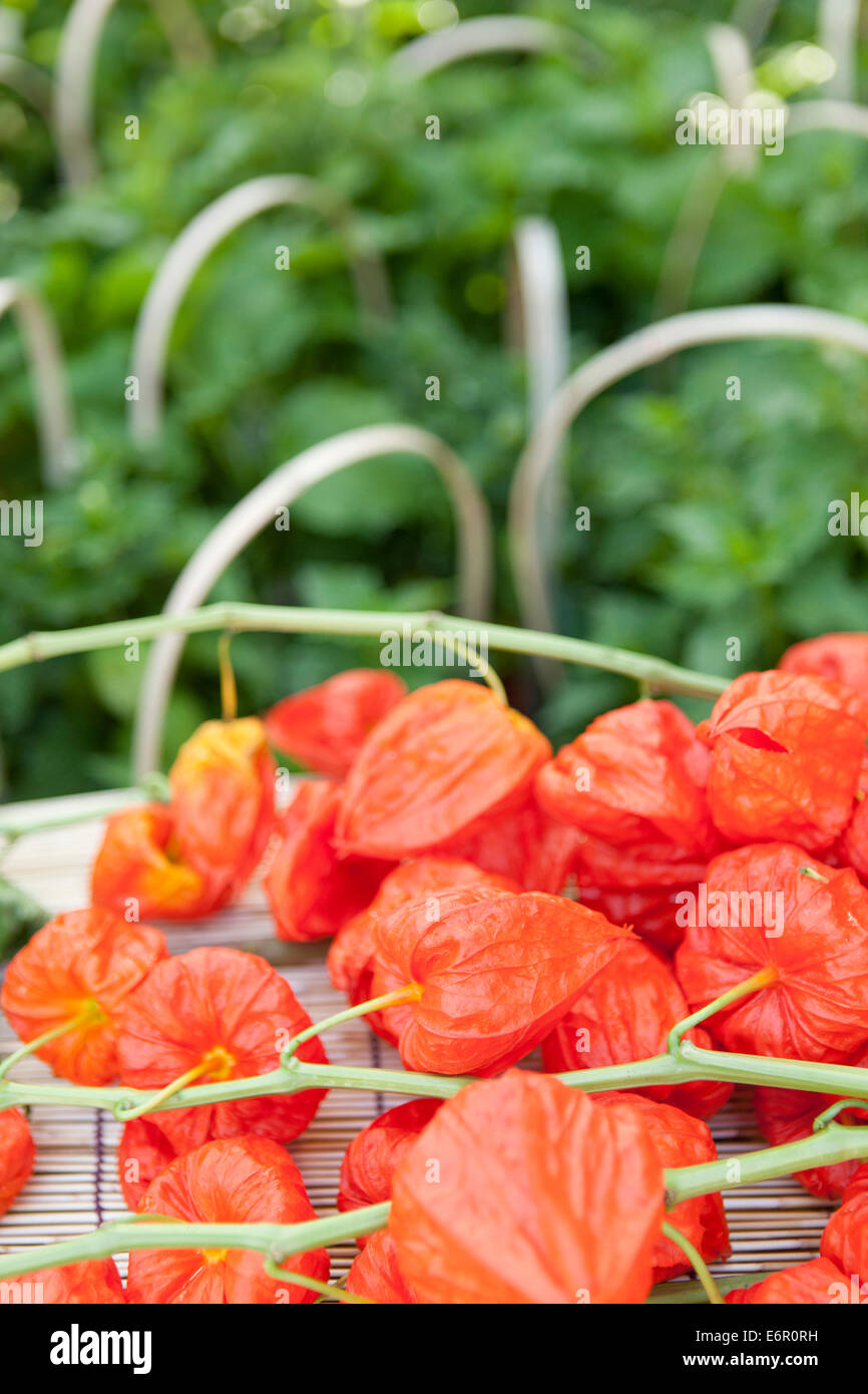 Japan physalis alkekengi hi-res stock photography and images - Alamy