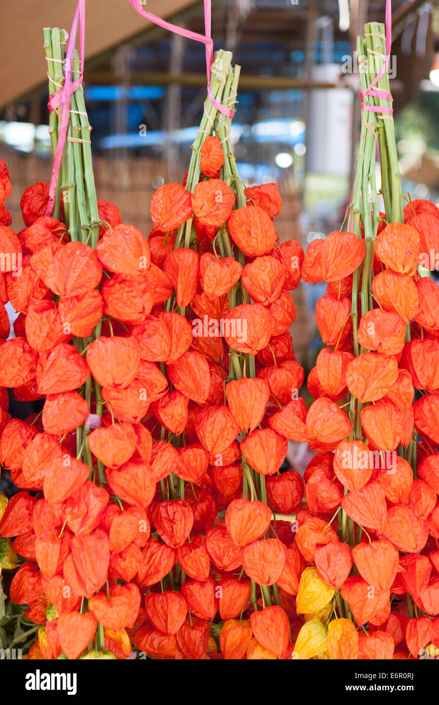 Japan physalis alkekengi hi-res stock photography and images - Alamy