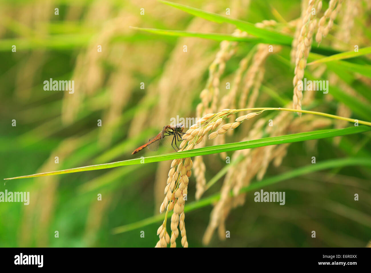 Red dragonfly rice field hi-res stock photography and images - Alamy