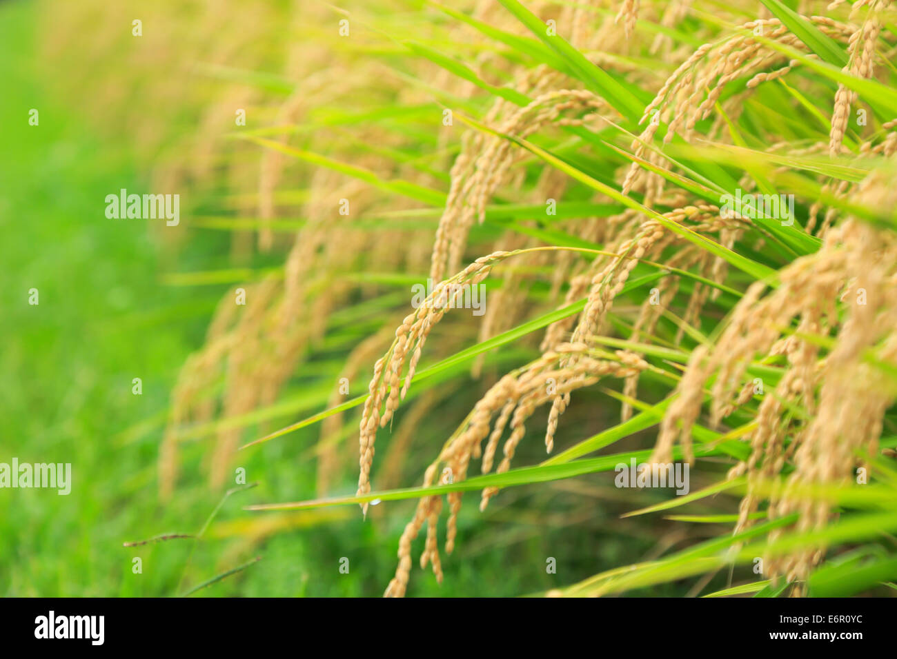 Landscape of rice field in Japan Stock Photo - Alamy