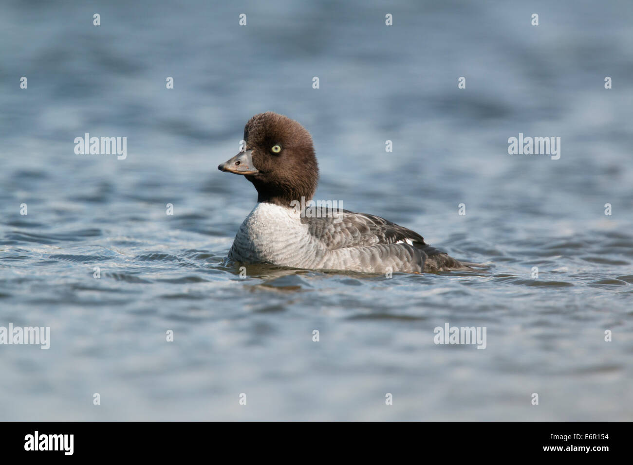 Barrow's Goldeneye Ducks Stock Photos & Barrow's Goldeneye Ducks Stock ...