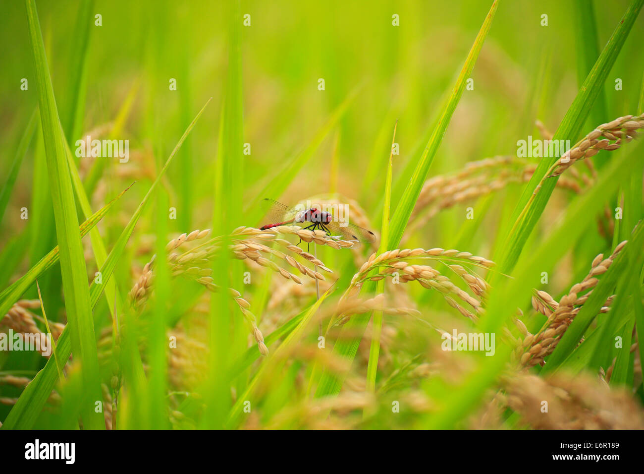 Asian dragonfly hi-res stock photography and images - Alamy