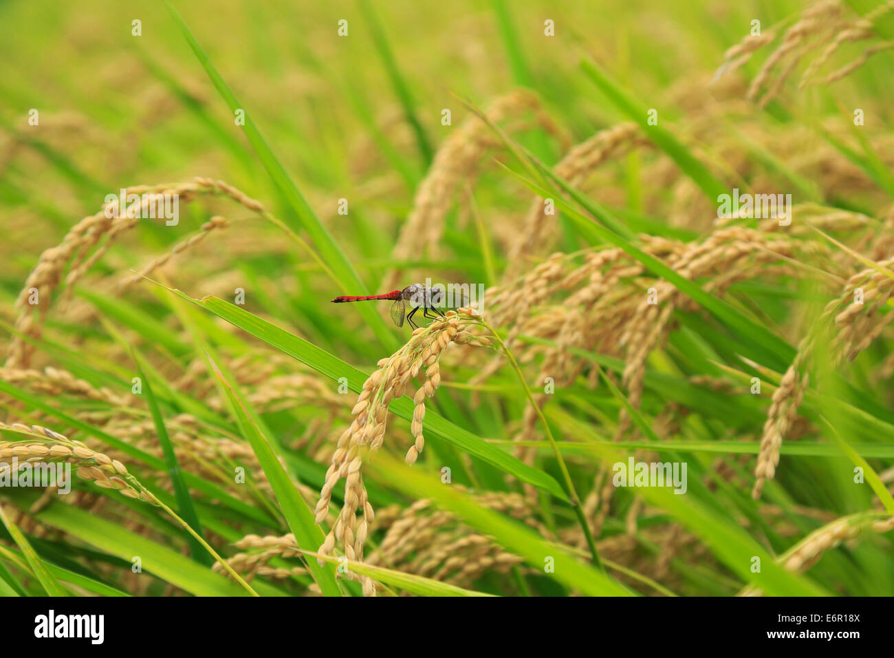 Red dragonfly and rice field in Japan Stock Photo - Alamy
