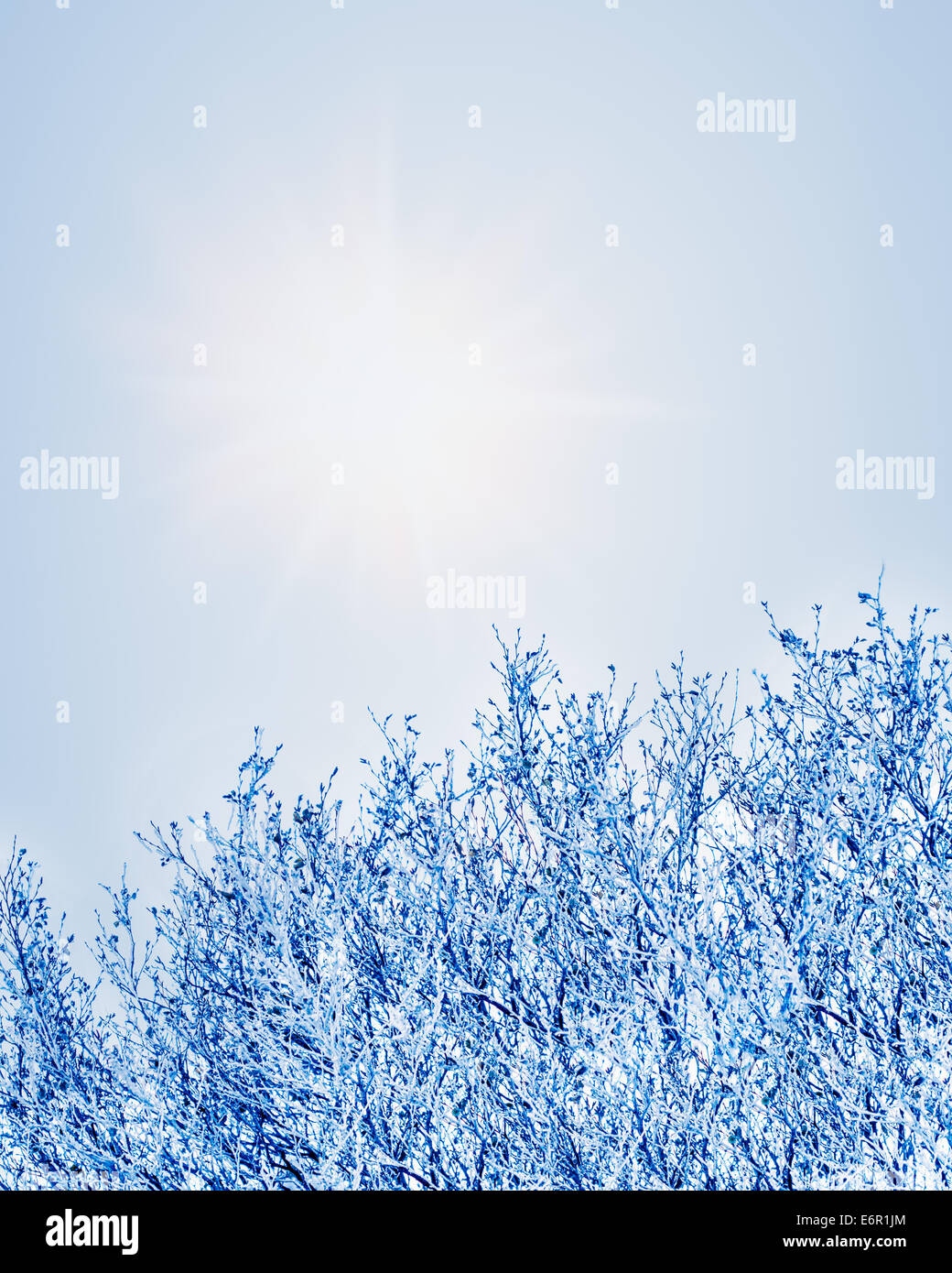 Beautiful frozen branches over blue clear sky Stock Photo - Alamy