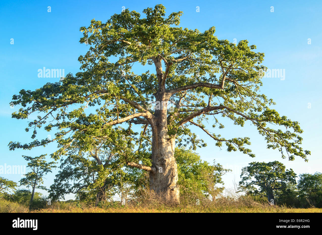 Baobab Tree High Resolution Stock Photography and Images - Alamy