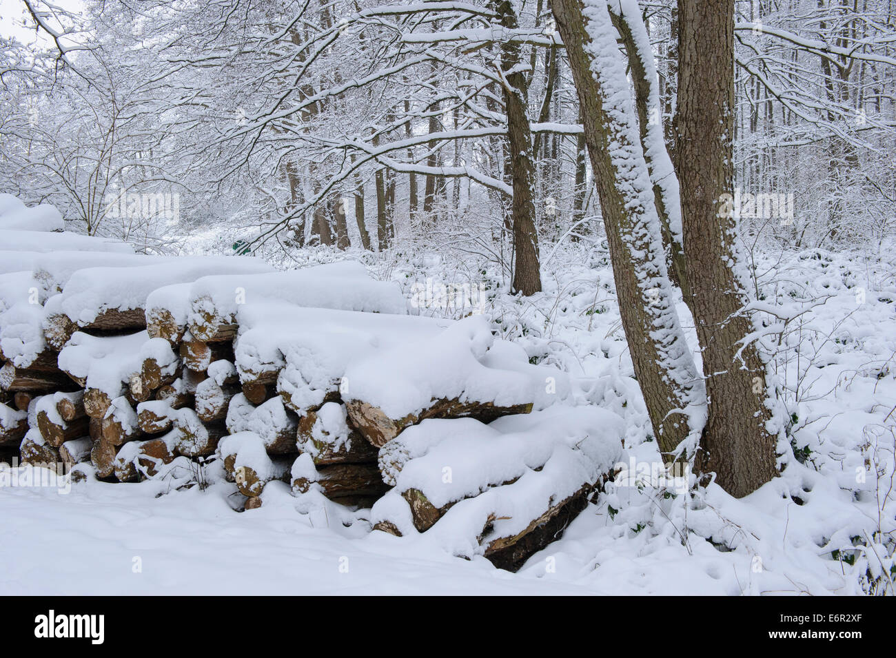 Welper hi-res stock photography and images - Alamy