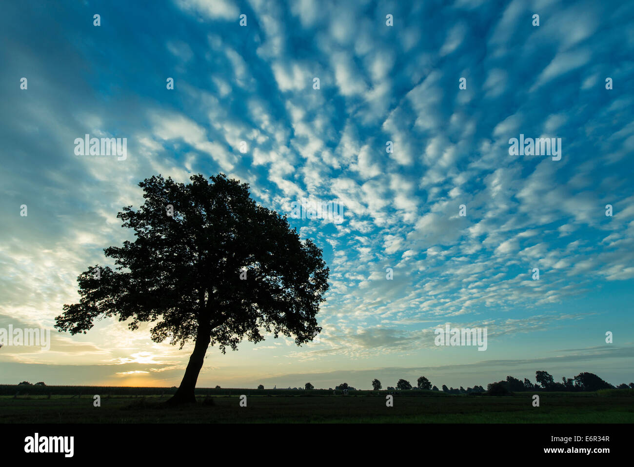 sunrise at lutten, goldenstedt, vechta district, oldenburger ...