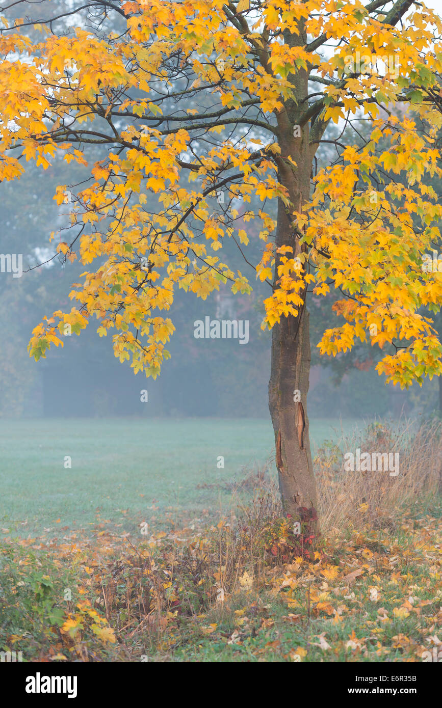 maple tree in autumn, vechta, vechta district, oldenburger münsterland ...