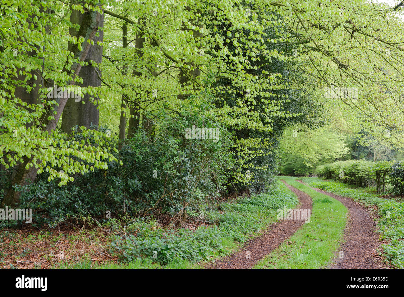 Path hedge hi-res stock photography and images - Alamy