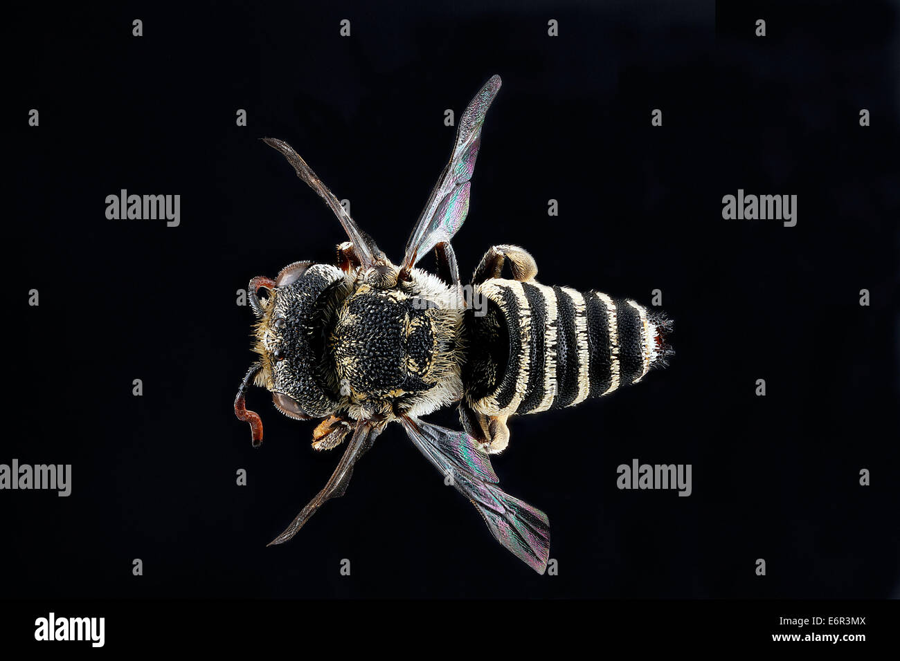 A male Coelioxys coturnix, a cuckoo bee, photographed from the back ...