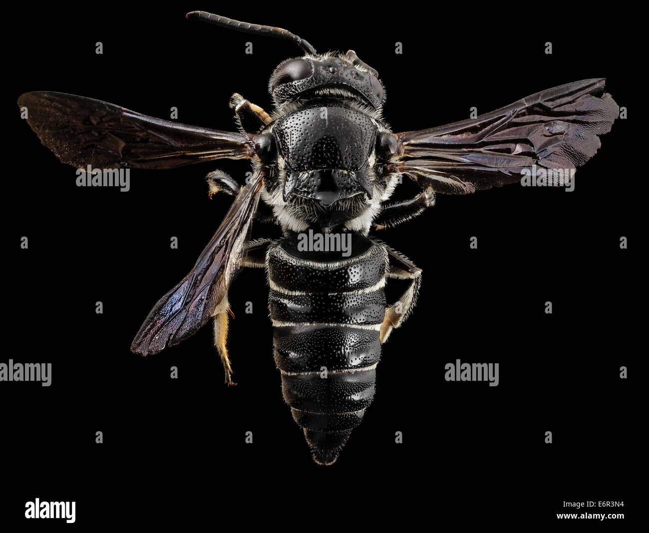 This female Coelioxys dolichos bee is photographed from the back ...