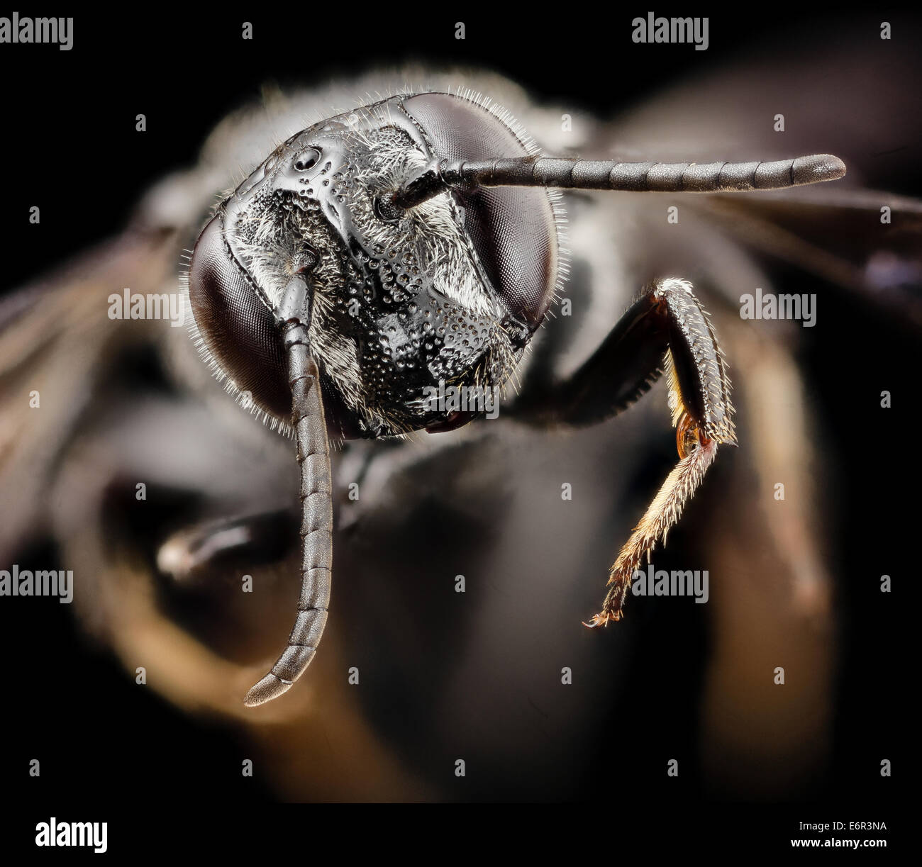 This close-up photo captures the face of a Coelioxys dolichos female ...