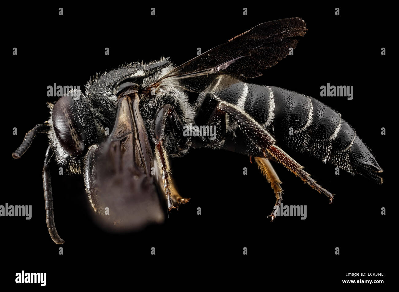 The image shows a female Coelioxys dolichos, a species of bee found in ...