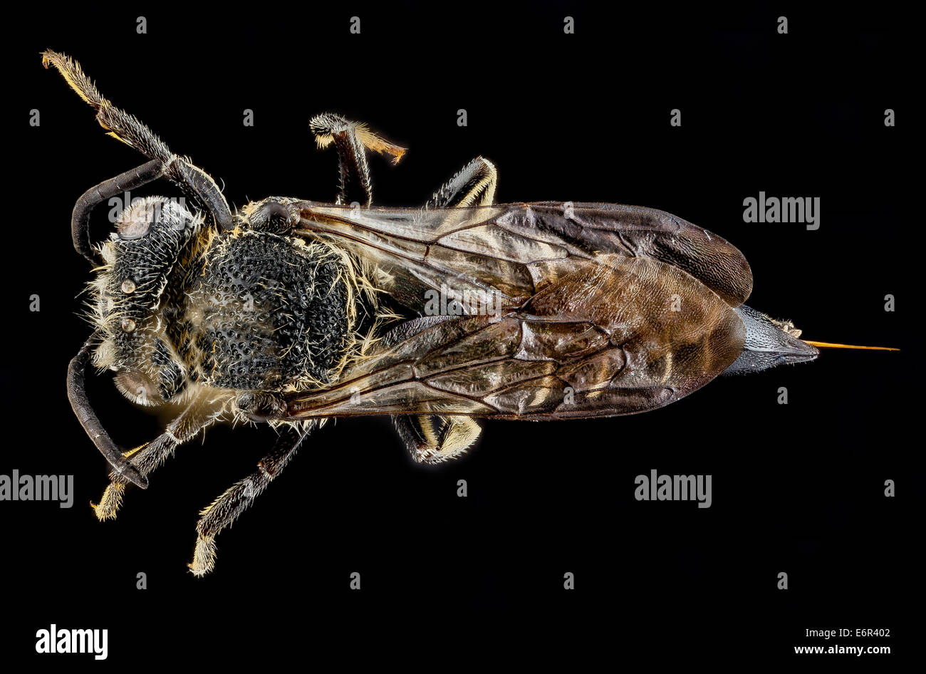 Binomial coelioxys moesta hi-res stock photography and images - Alamy
