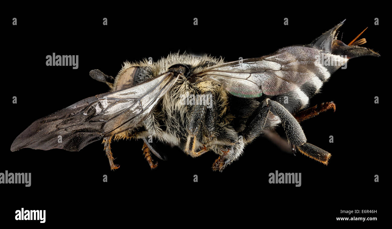 Parasitic bee nest hi-res stock photography and images - Alamy