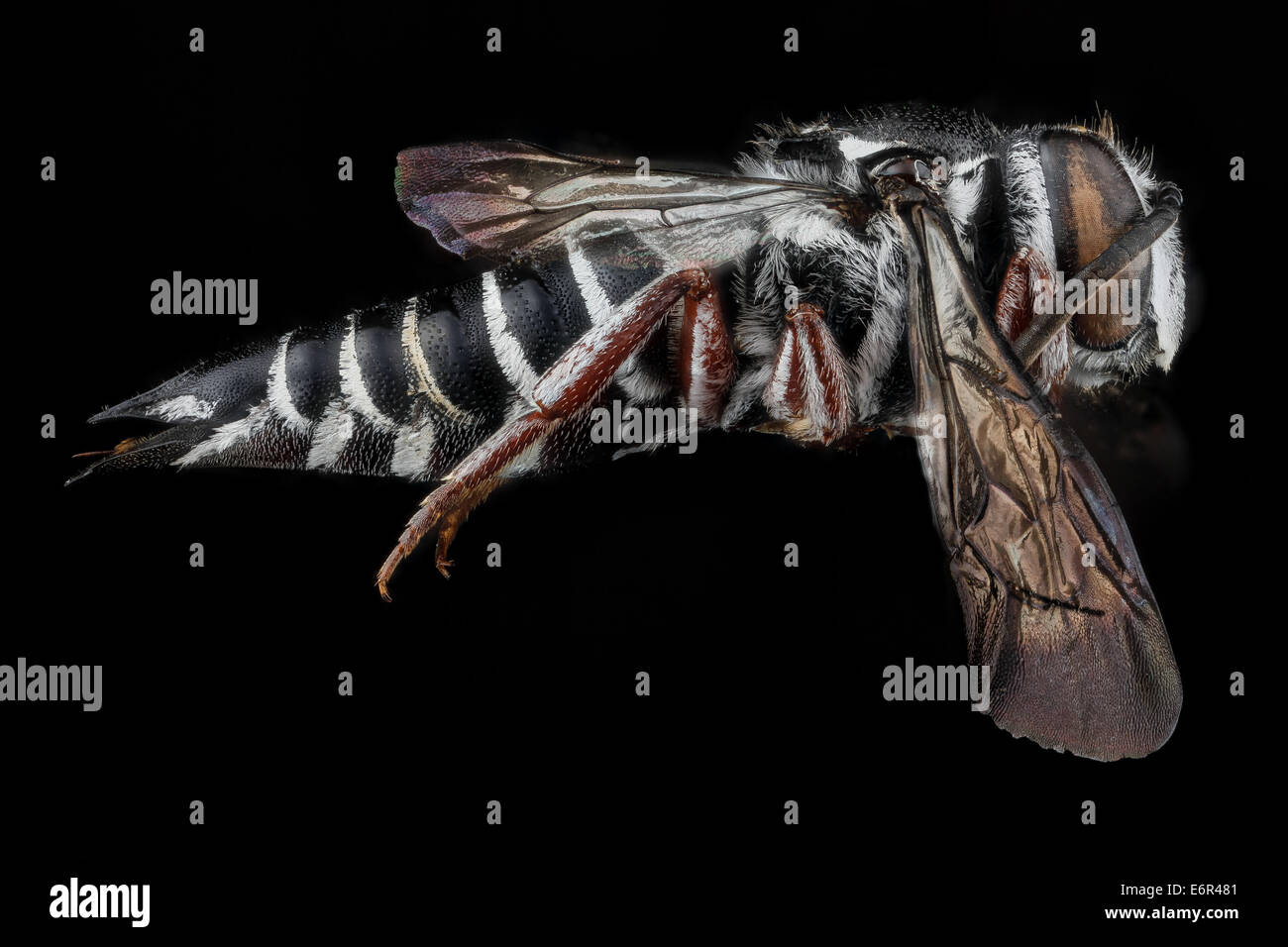 This image shows a female Coelioxys vigilans, a parasitic bee species ...