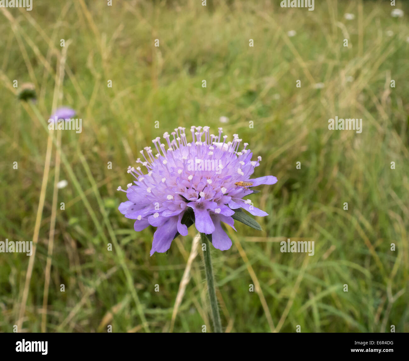 Field Scabious wild flower Stock Photo - Alamy