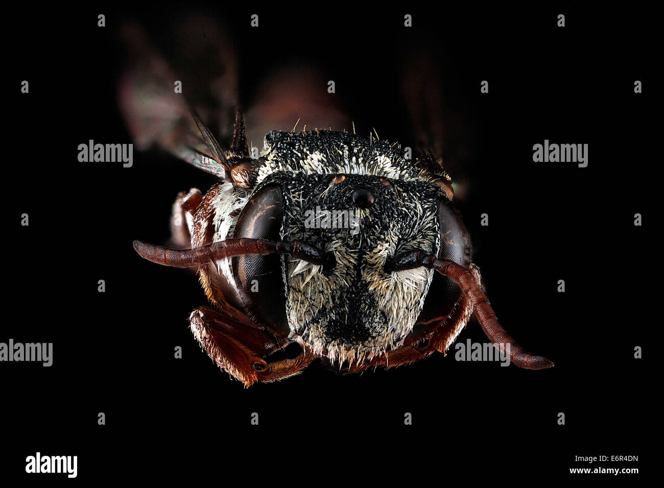 This close-up photograph presents the face of a female Coelioxys ...