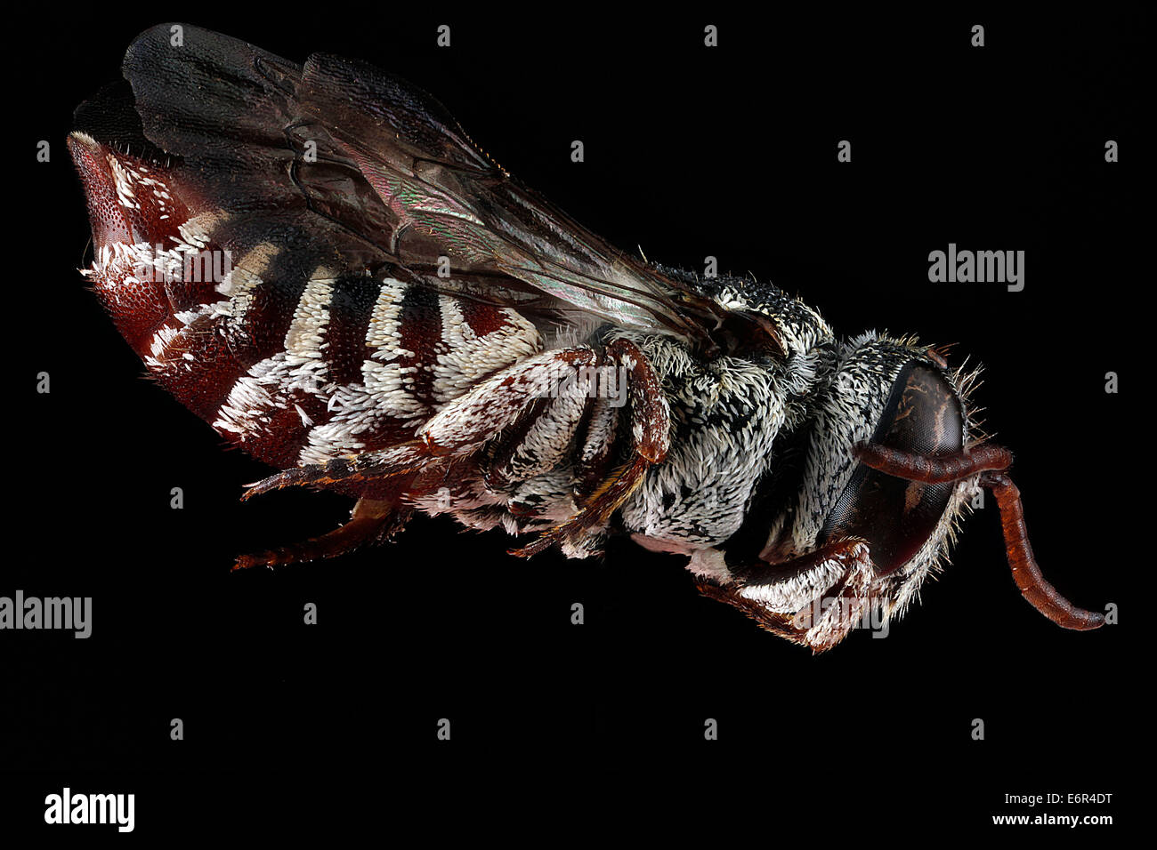 A side view of a female *Coelioxys coturnix* bee, captured in macro ...