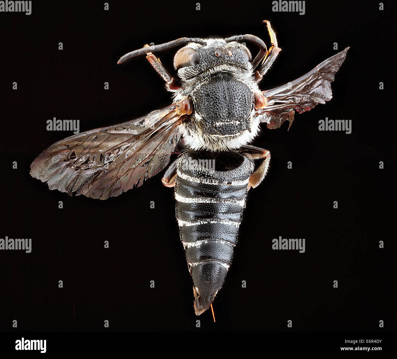 This image features a female Coelioxys sayi bee, a species known for ...