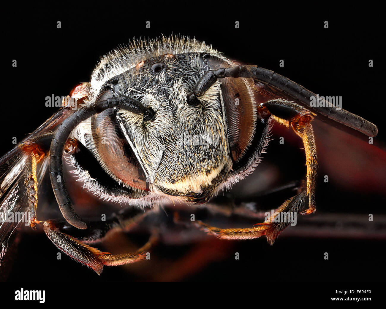 This close-up image shows the face of a female Coelioxys sayi, a ...