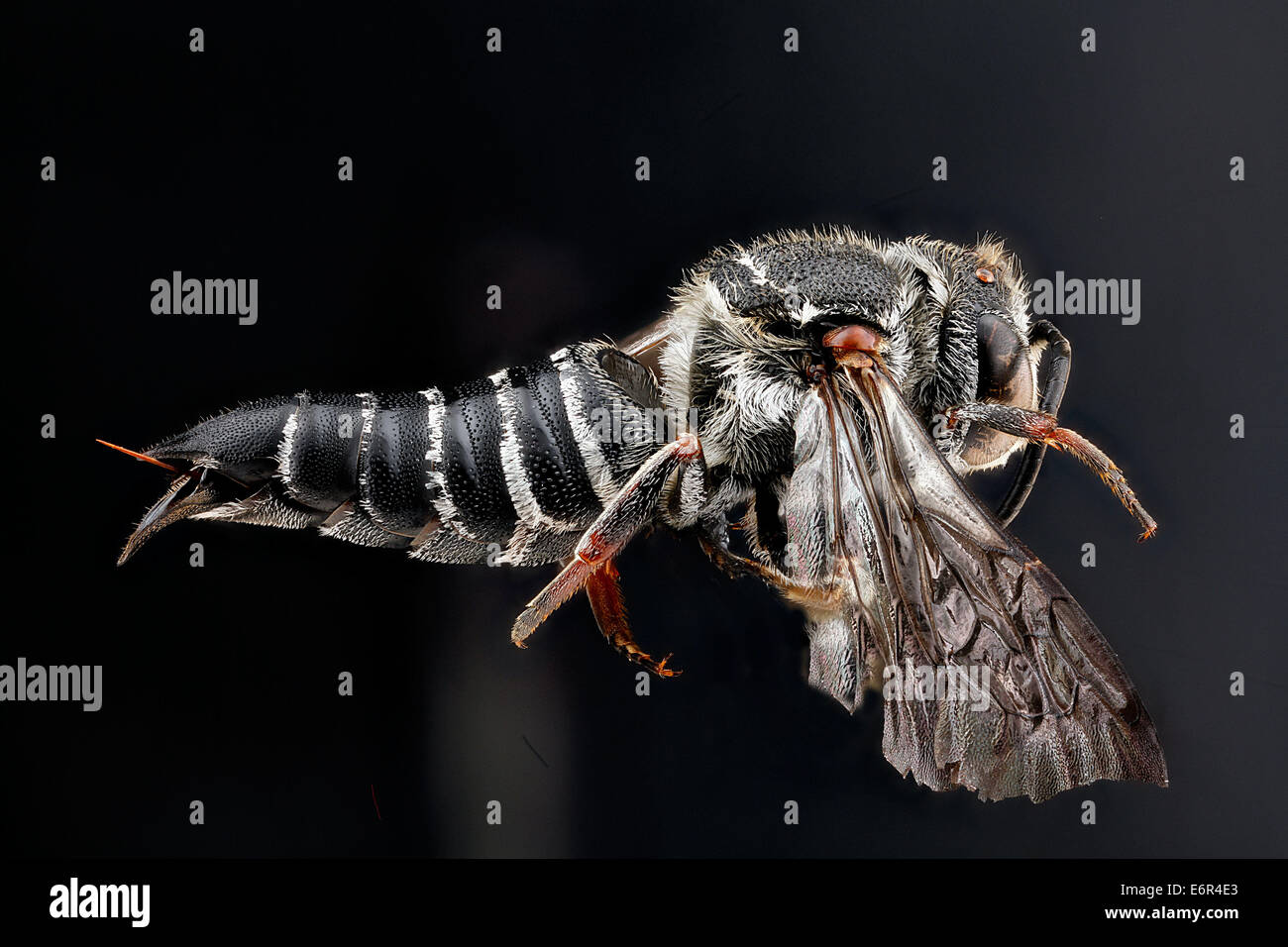 This image shows a side view of a female Coelioxys sayi, a species of ...