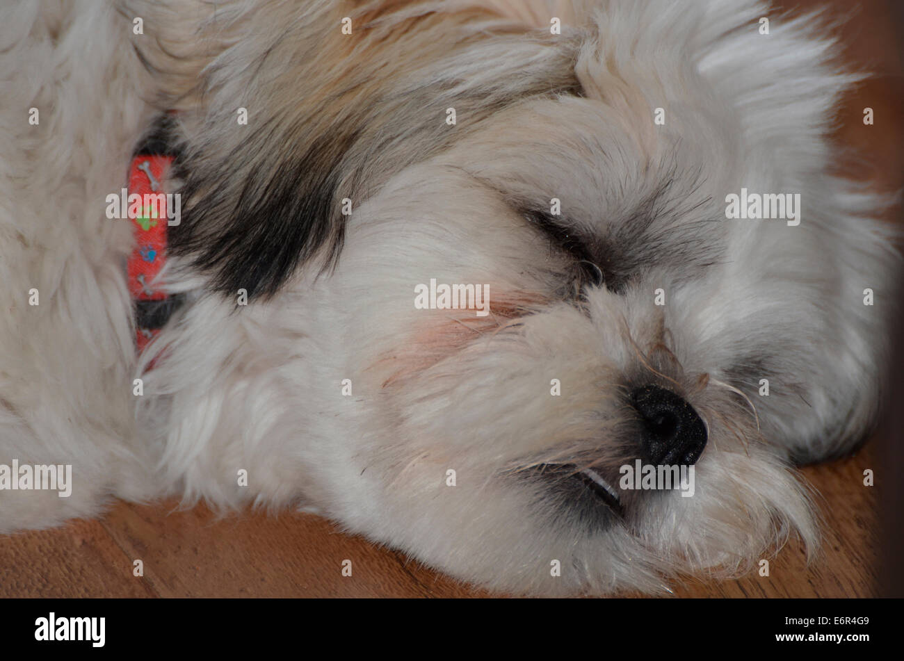 Tired pet hi-res stock photography and images - Alamy