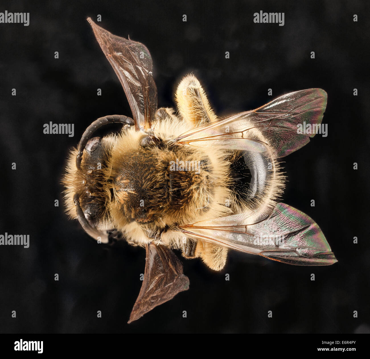 Cellophane bees hi-res stock photography and images - Alamy