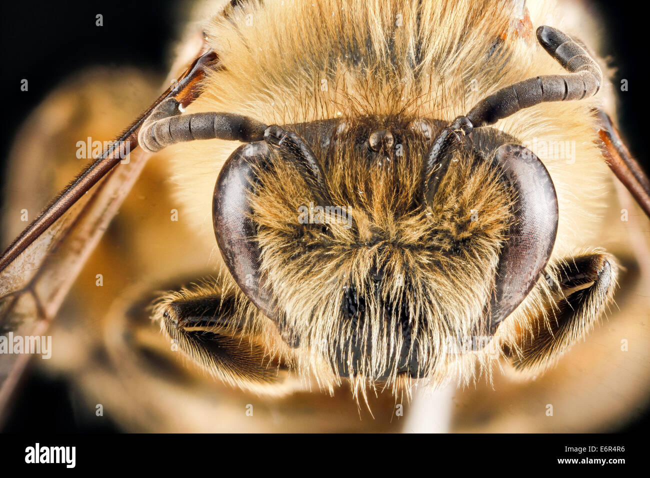 A close-up of a female Colletes inaequalis, a species of cellophane bee ...
