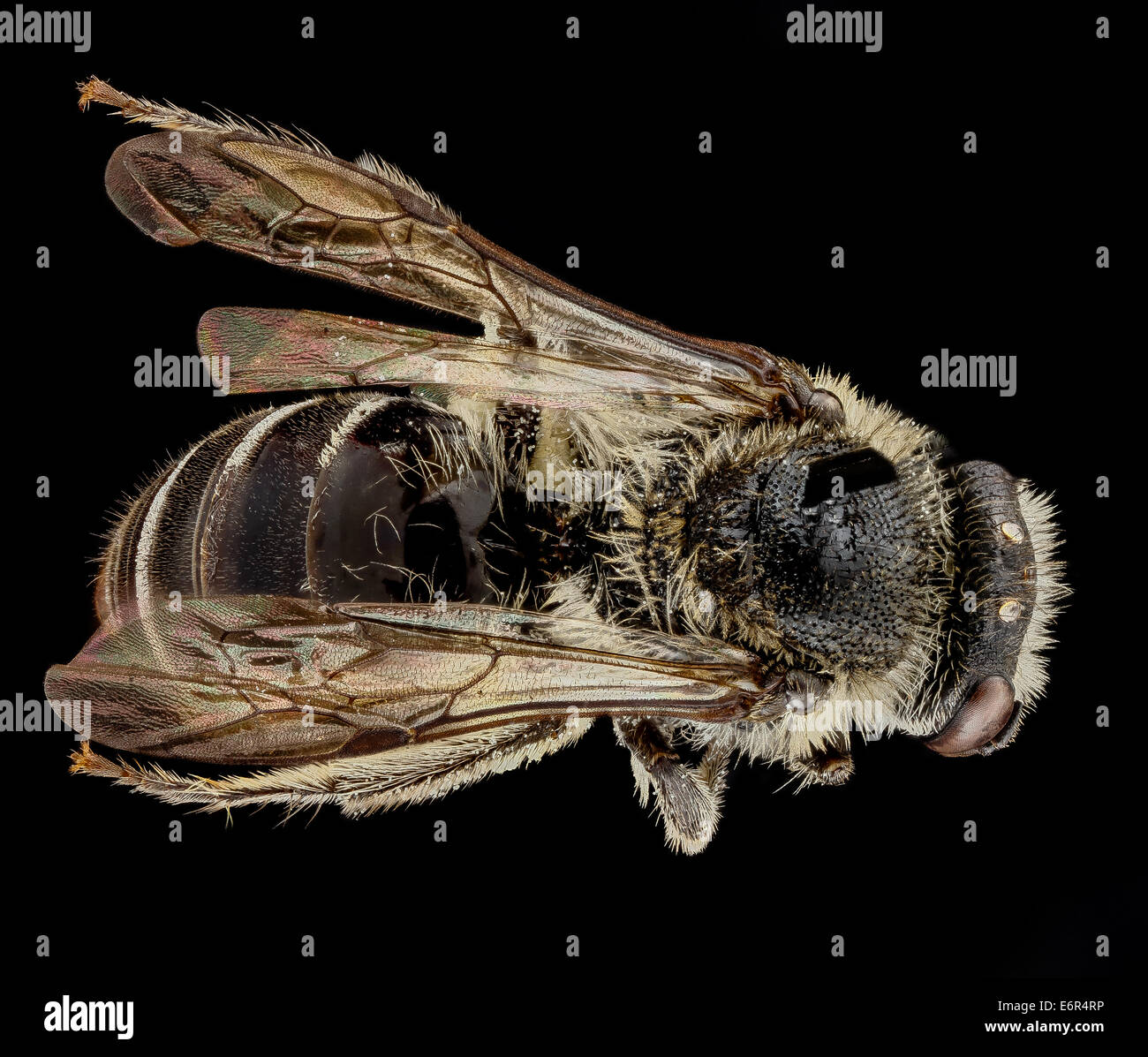 This image features a female Colletes thysonellae, a species of ...